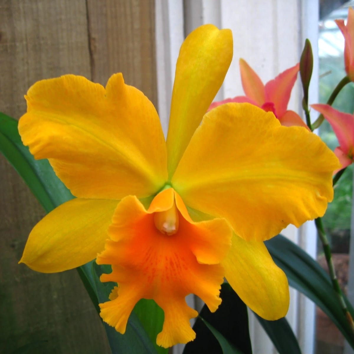 Rlc. Haw Yuan Gold – Secret Garden Plant Shop