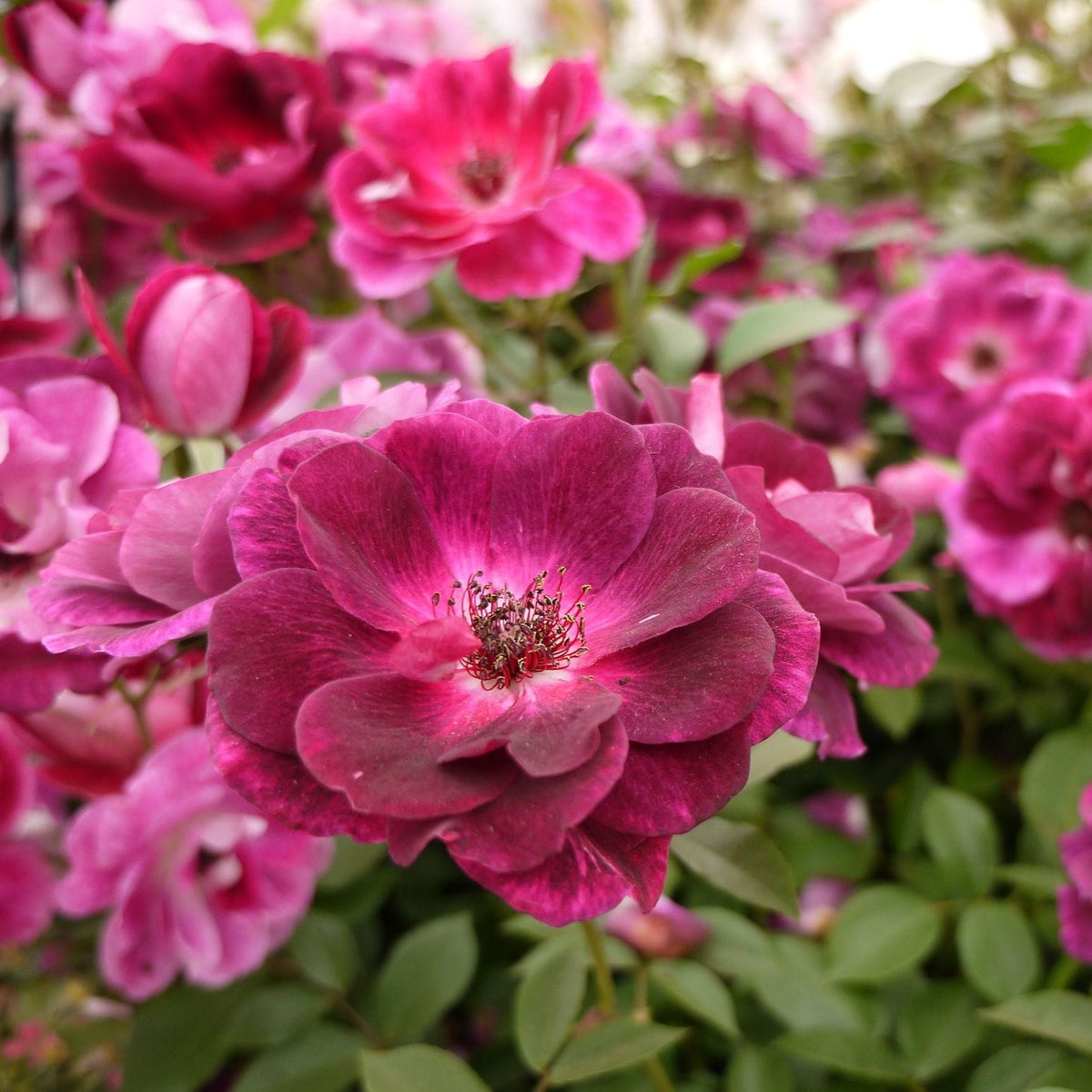 Rosa 'Burgundy Ice'® - Floribunda-Rose, intensiver Duft und Farbe ...