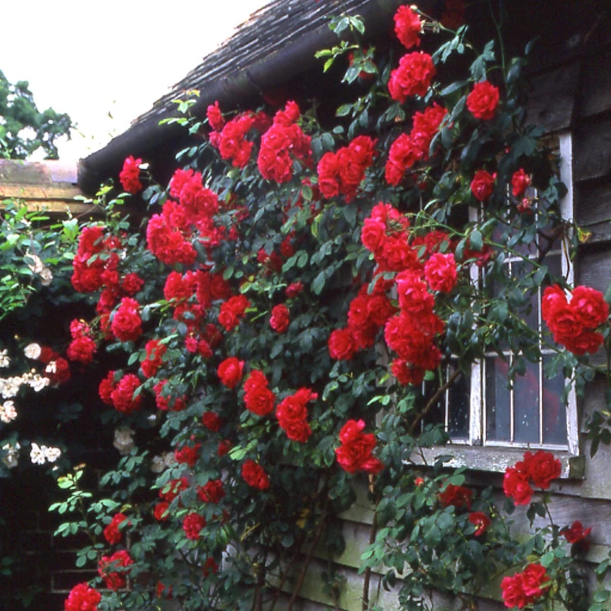 Rosa 'Paul's Scarlet'® - Red, climbing, fragrant floribunda rose
