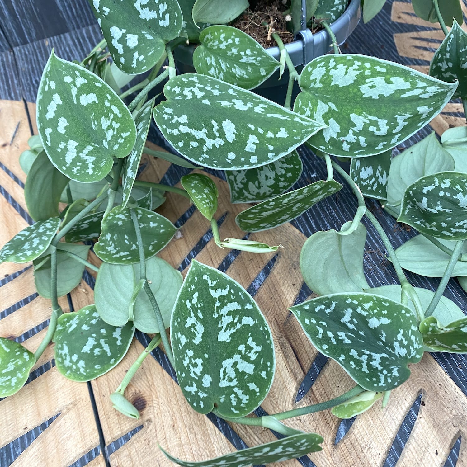 Scindapsus pictus 'Argyraeus' - exemplare XL – Floraria Secret Garden (SG)