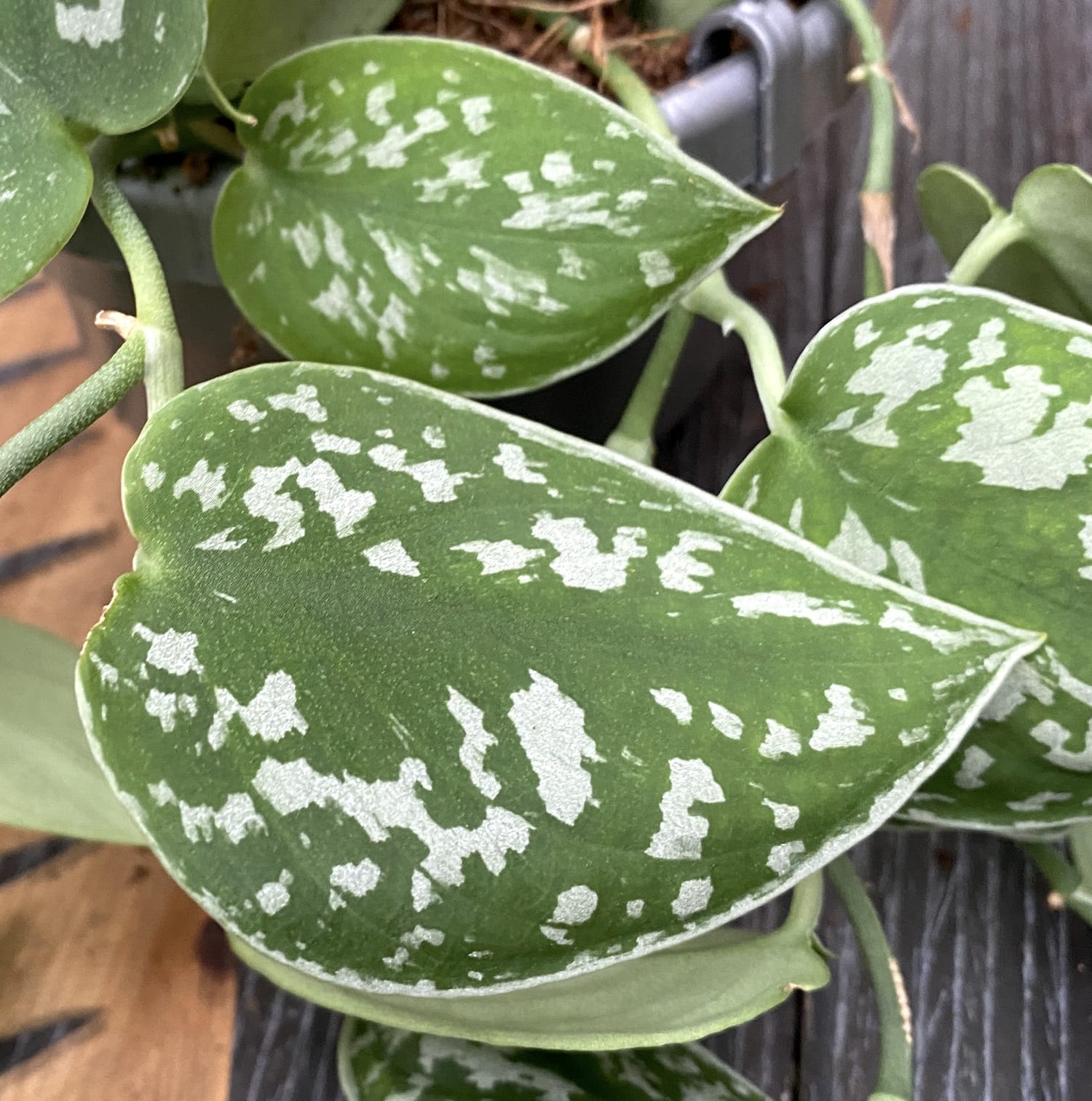 Scindapsus pictus 'Argyraeus' - exemplare XL – Floraria Secret Garden (SG)
