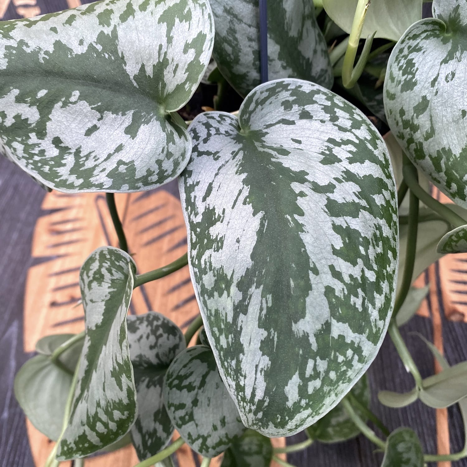 Scindapsus pictus 'Exotica' (Scindapsus Trebie) - exemplare XL