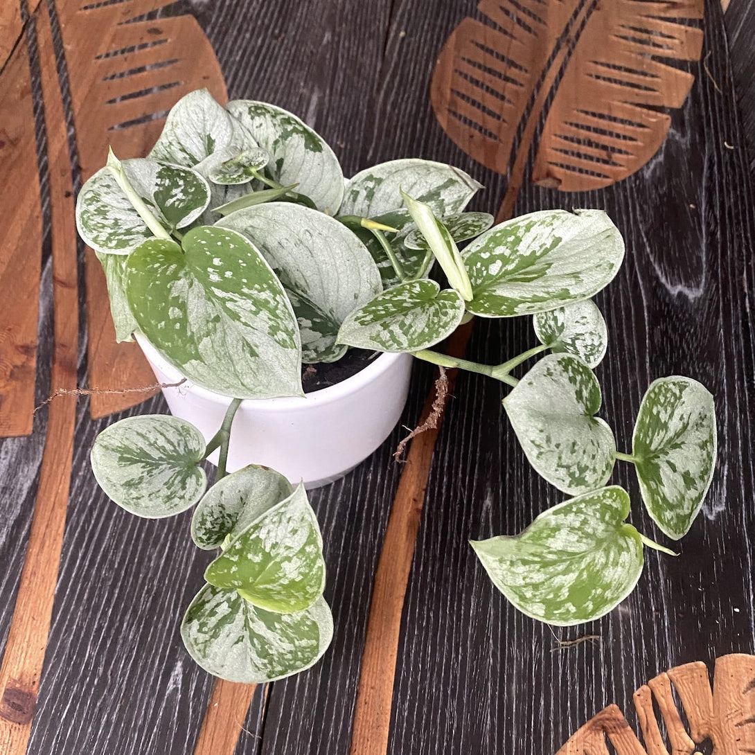 Scindapsus pictus 'Silvery Ann' D11 – Floraria Secret Garden (SG)