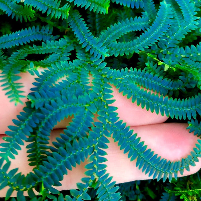 Selaginella uncinata (Peacock Moss) - feriga curcubeu – Secret Garden ...