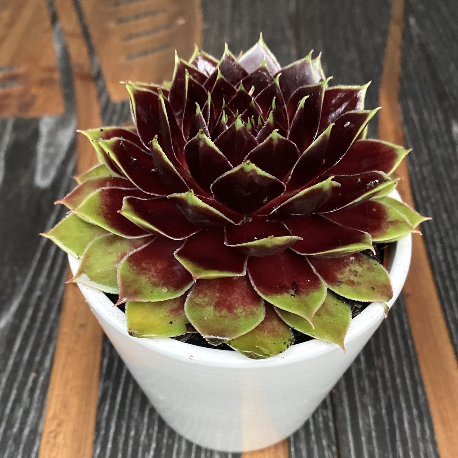 Sempervivum 'Coconut Crystal' (Planta Urechelnita) – Floraria Secret ...