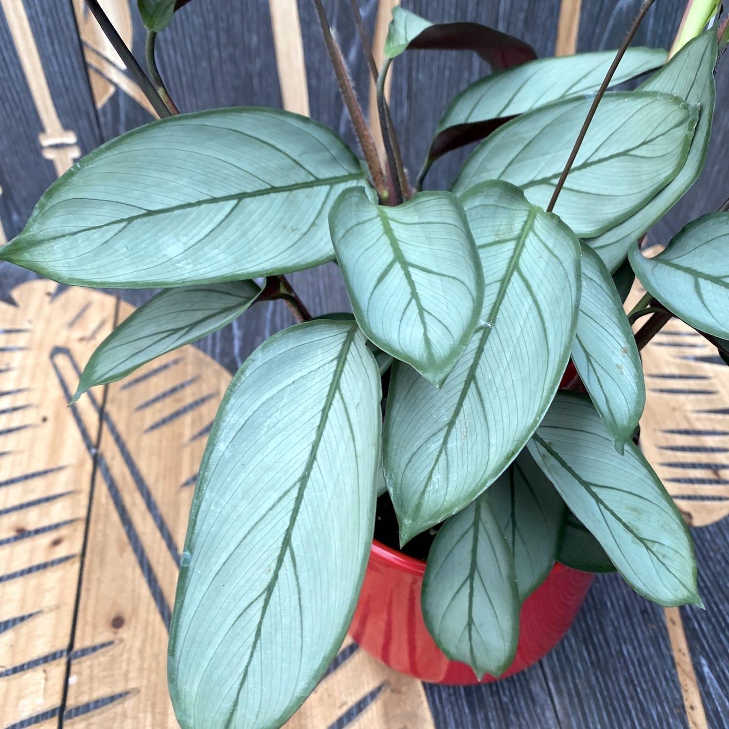 Calathea setosa ‘Silver Star’ – Floraria Secret Garden (SG)