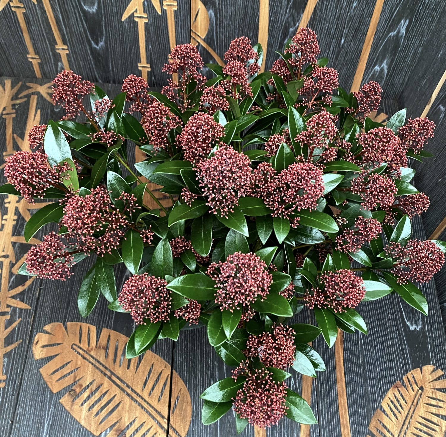 Skimmia Japonica Rubella (Japanese Lilac) - large specimens, 3 plants/
