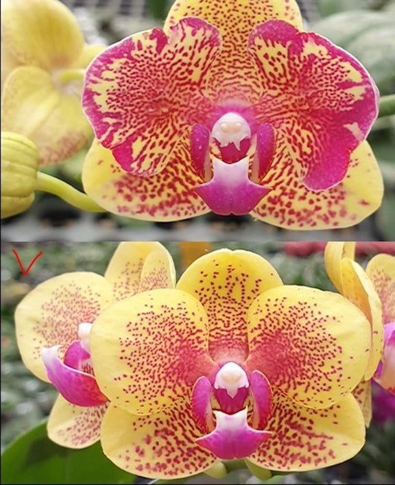 Phalaenopsis Sogo Vieker 'Golden Monkey' (Variegated Leaves)