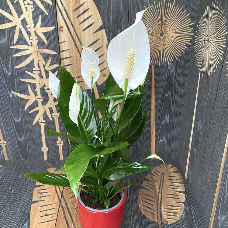 Crinul pacii - Spathiphyllum (purifica aerul) D14/13 – Floraria Secret ...