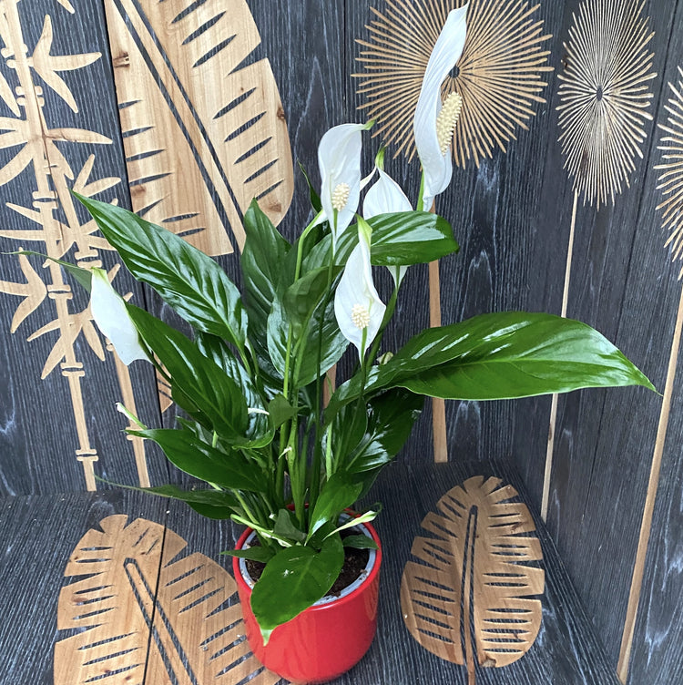 Crinul pacii - Spathiphyllum (purifica aerul) D14/13 – Floraria Secret ...