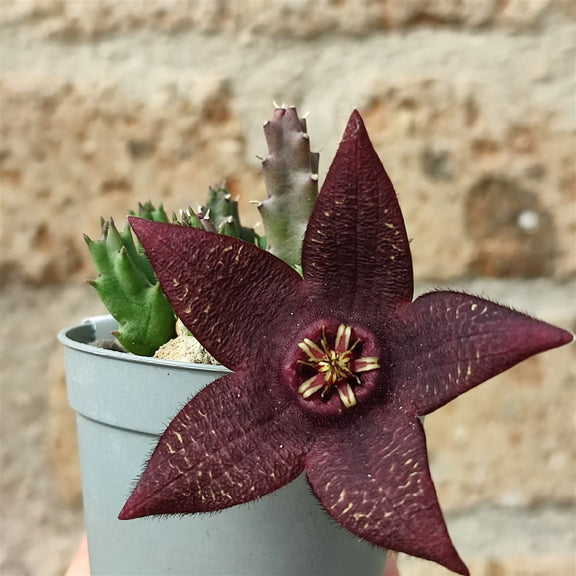 Stapelia montana (steaua serifului)