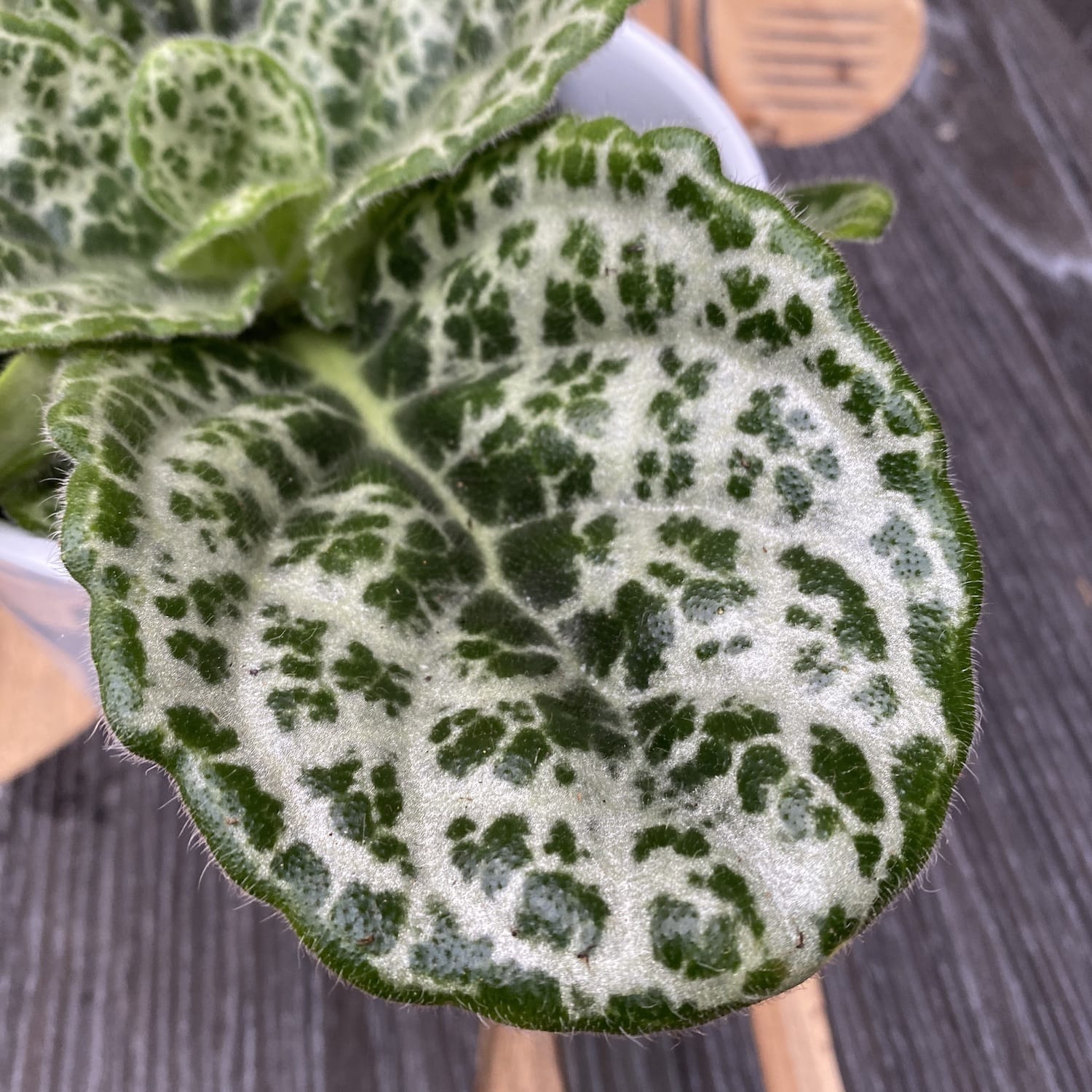 Streptocarpus 'Pretty turtle'