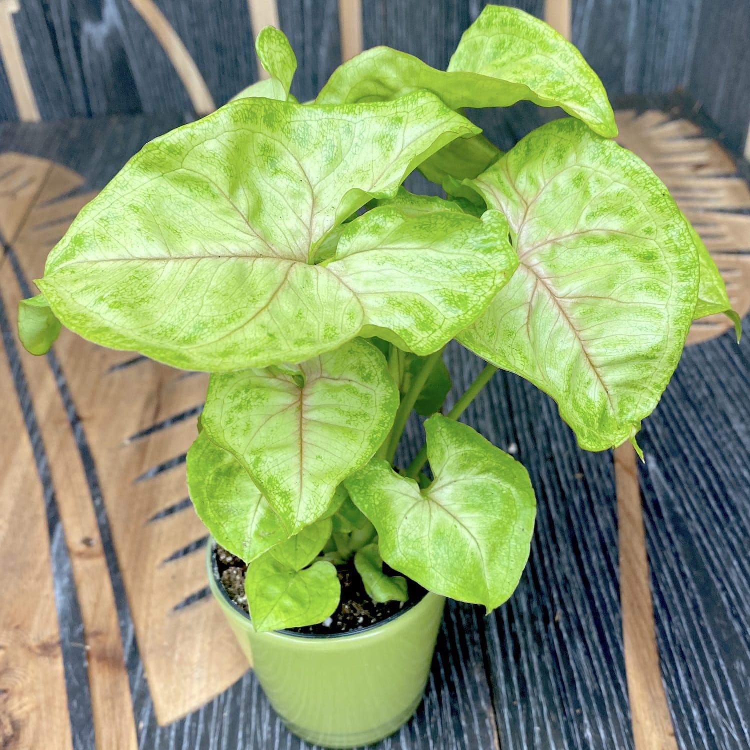 Syngonium Mango Allusion (babyplant) – Floraria Secret Garden (SG)