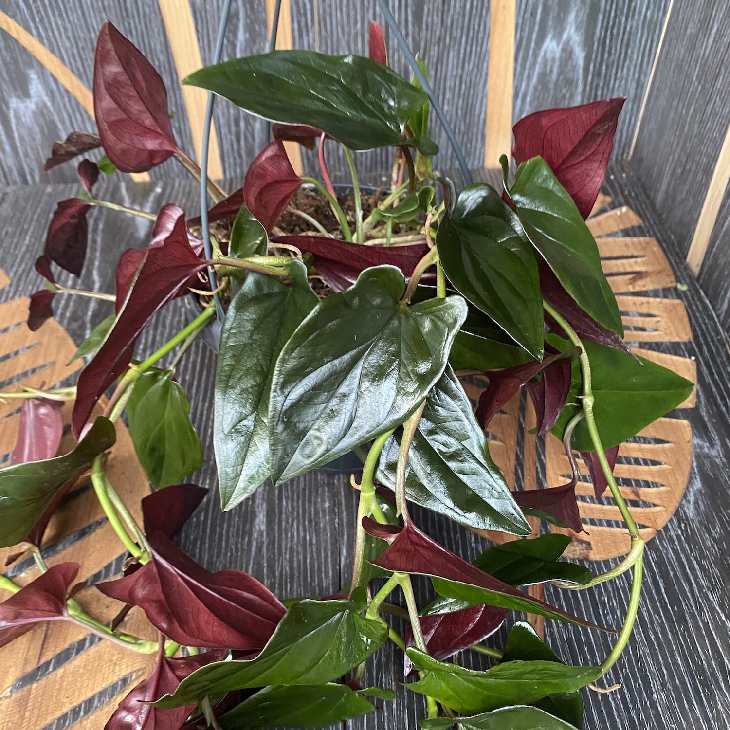 Syngonium erythrophyllum ‘Llano Carti Road' D15 – Floraria Secret ...