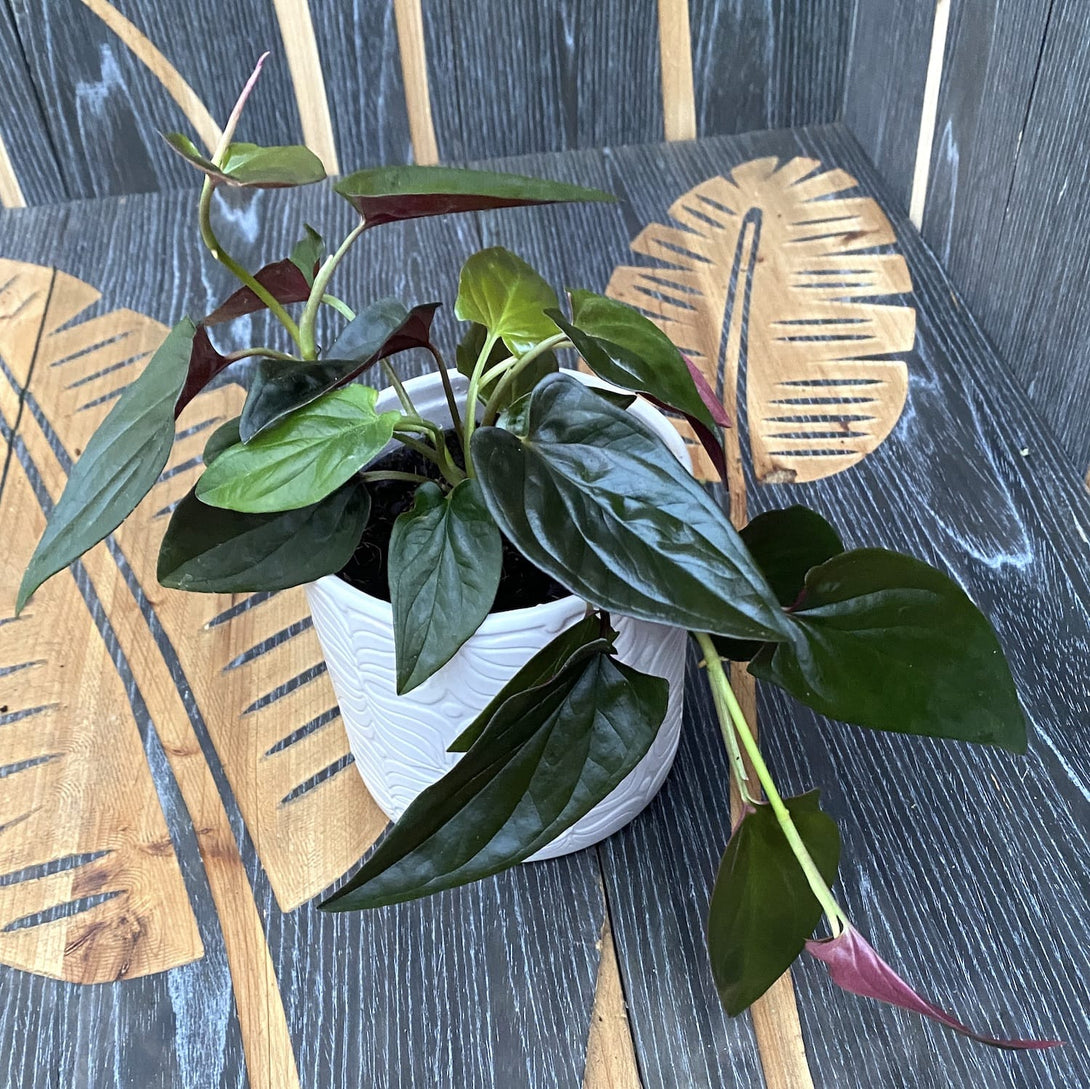 Syngonium erythrophyllum ‘Llano Carti Road' – Floraria Secret Garden (SG)