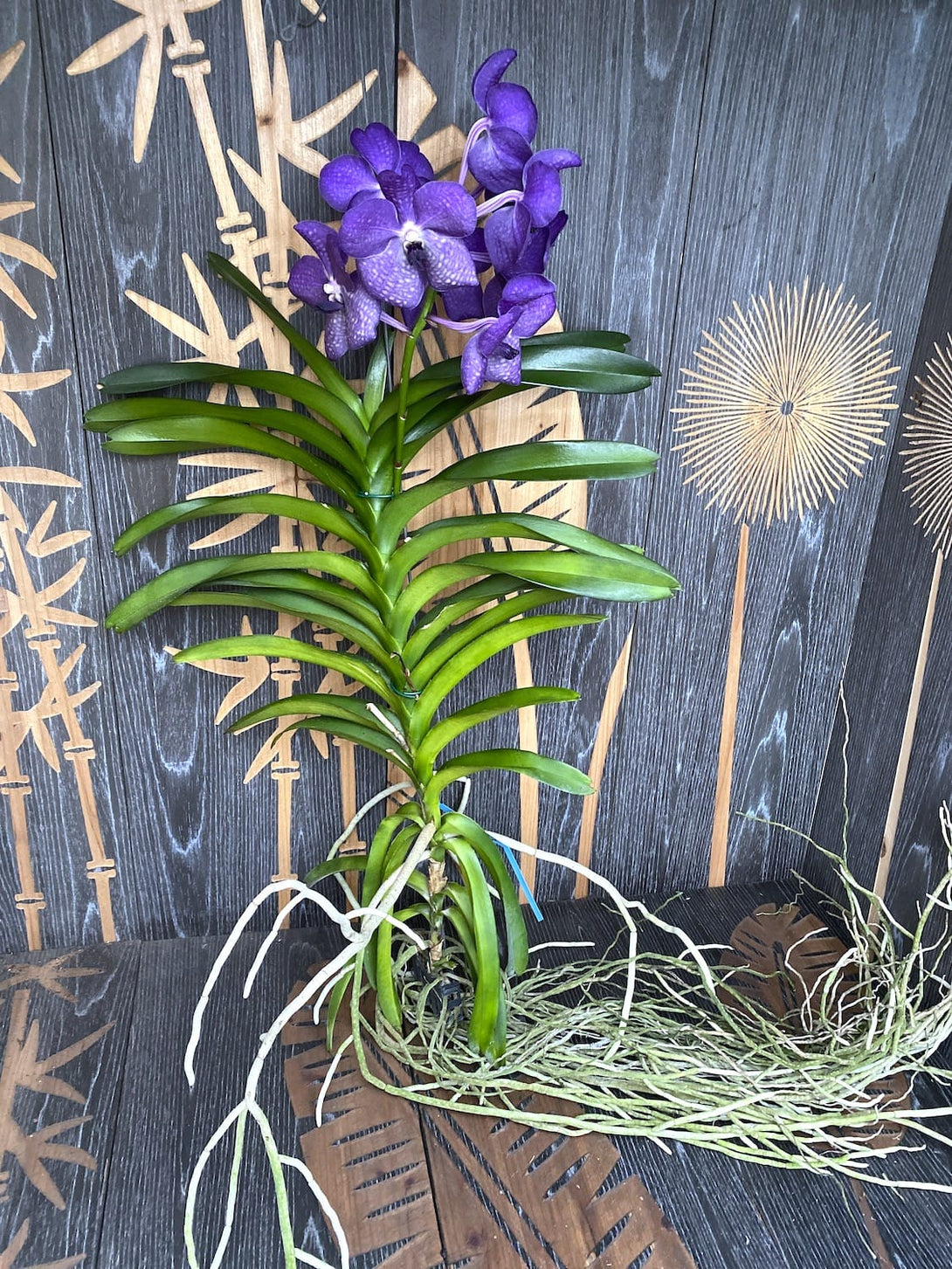 Vanda Purple no ID (Ansu #37) – Floraria Secret Garden (SG)
