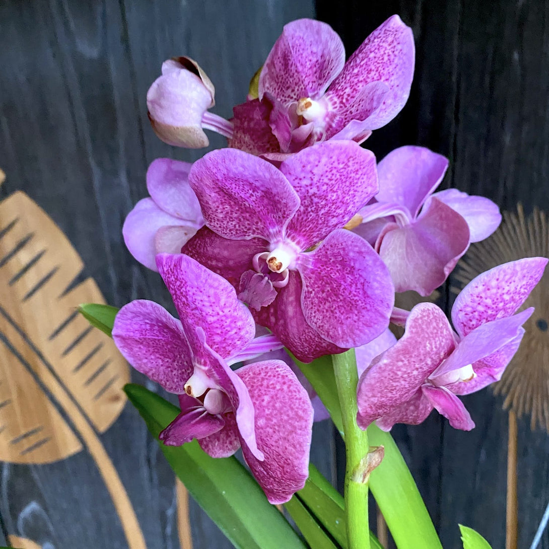 Vanda SUNANDA Leopard Coral (ANSU #41) – Floraria Secret Garden (SG)