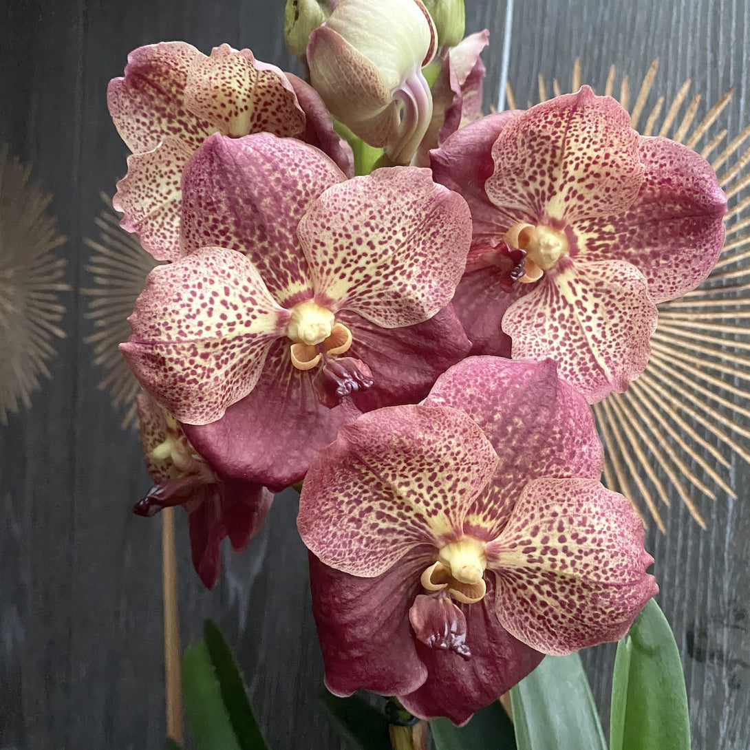 Vanda SUNANDA® Leopard Coral (Ansu) - exemplarul din poza – Floraria ...