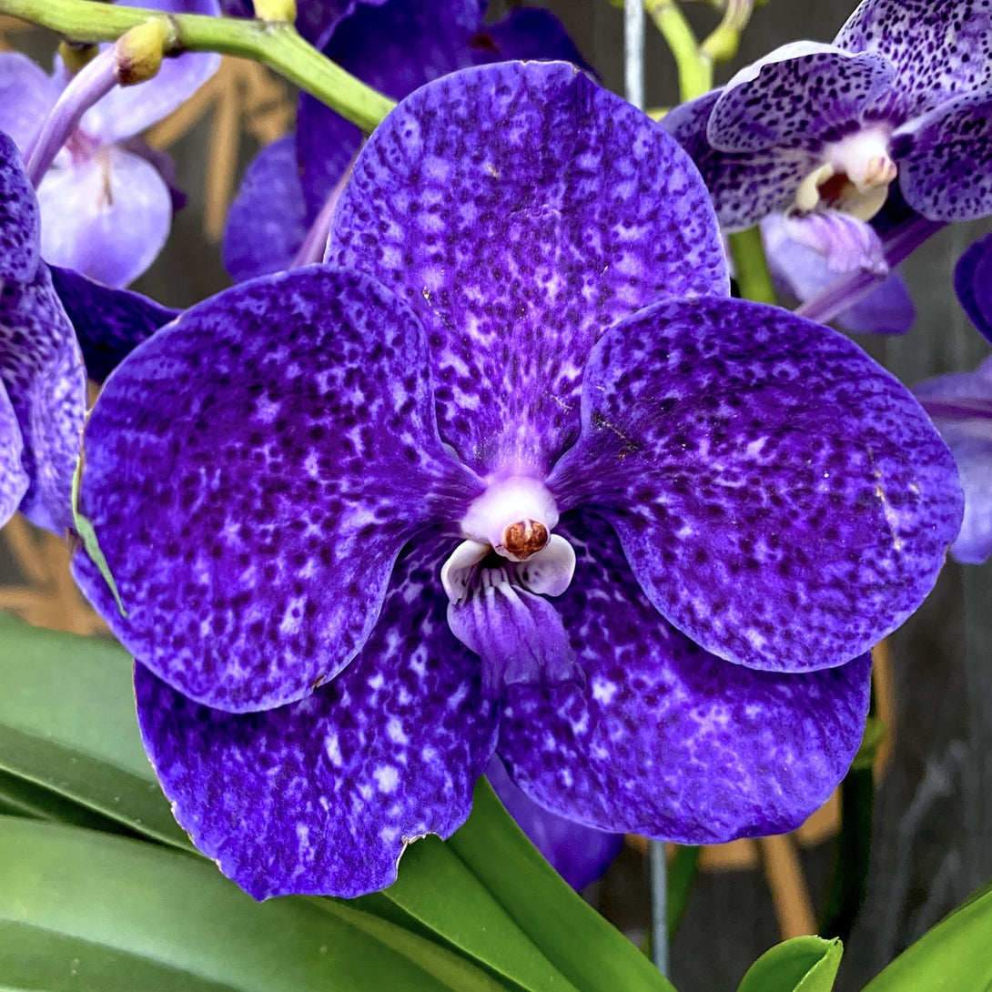 Vanda Tweed Blue XXL 4p (Ansu) - TWEED10 – Floraria Secret Garden (SG)