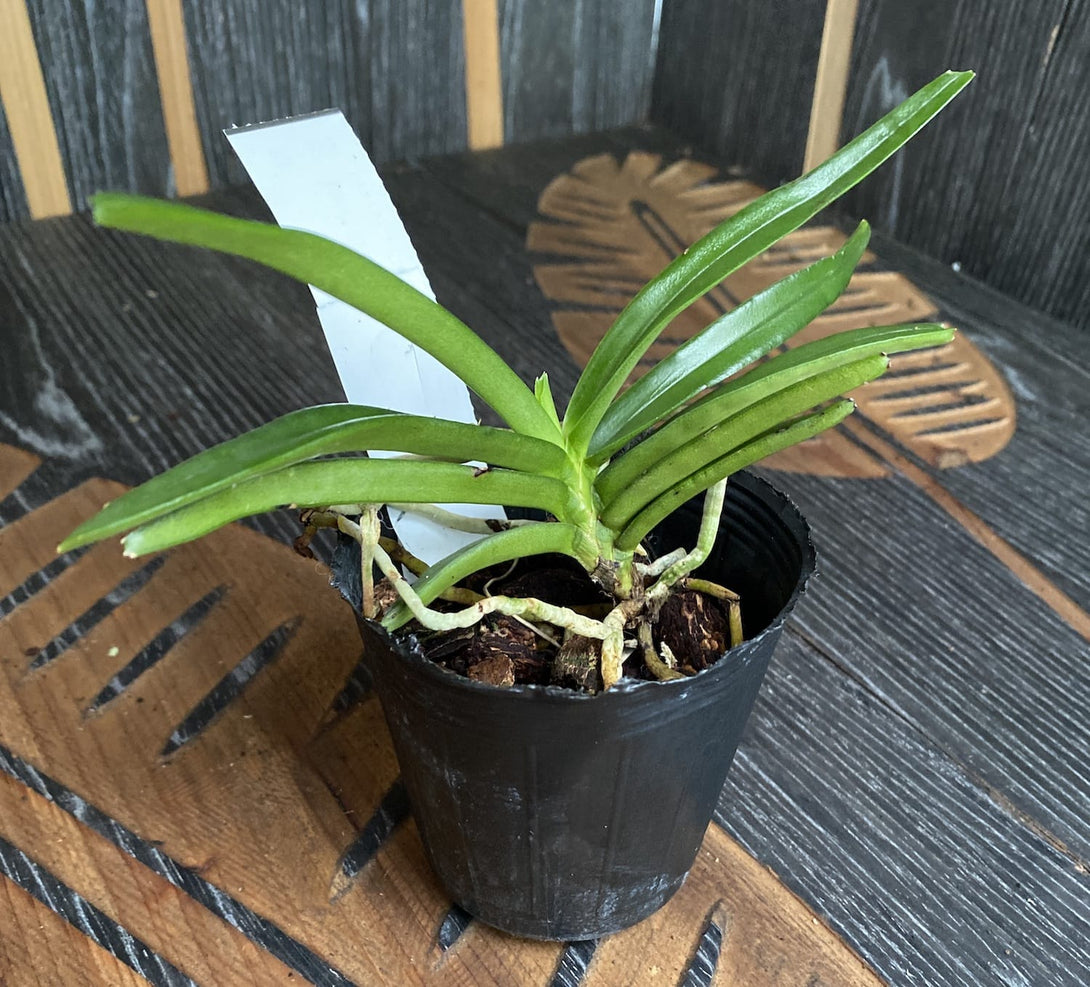 Vanda miniata (syn. Ascocentrum miniatum) – Floraria Secret Garden (SG)