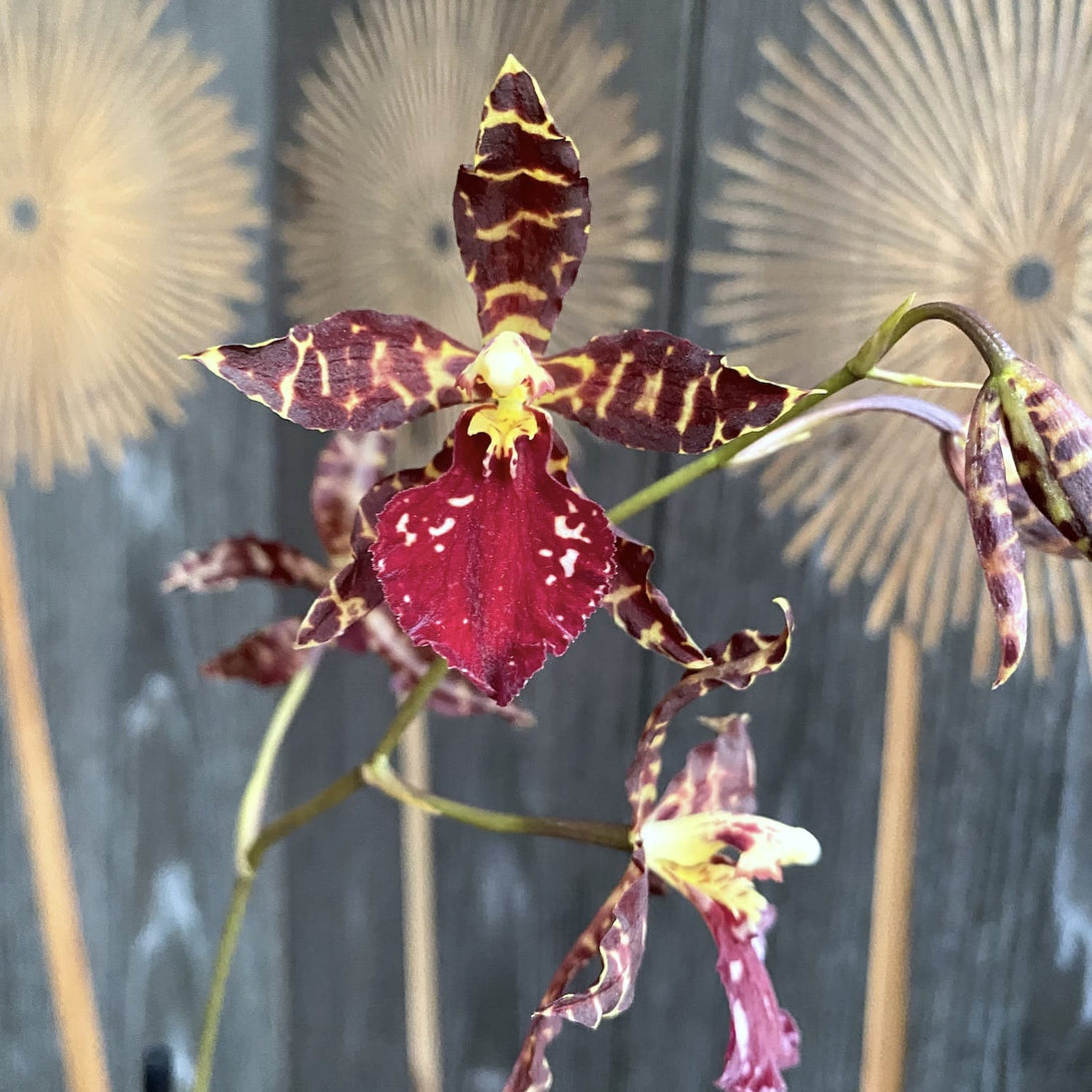 Vuylstekeara 'Red Violet' – Floraria Secret Garden (SG)