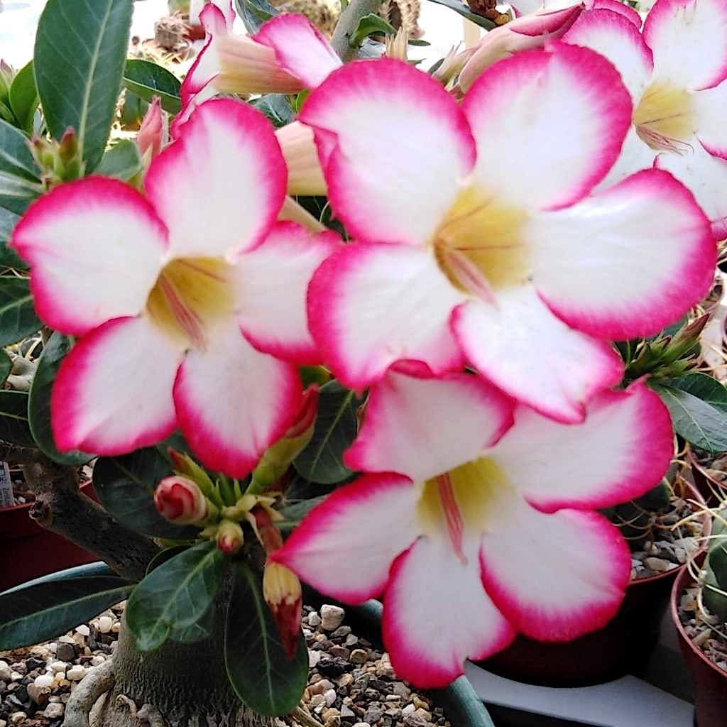 Adenium obesum 'Picotee' – Secret Garden Plant Shop