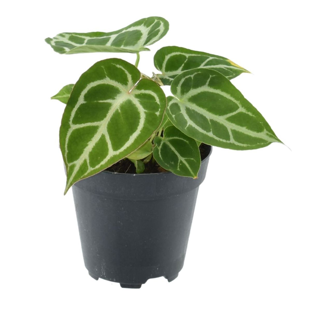 Anthurium crystallinum D12 – Secret Garden Plant Shop
