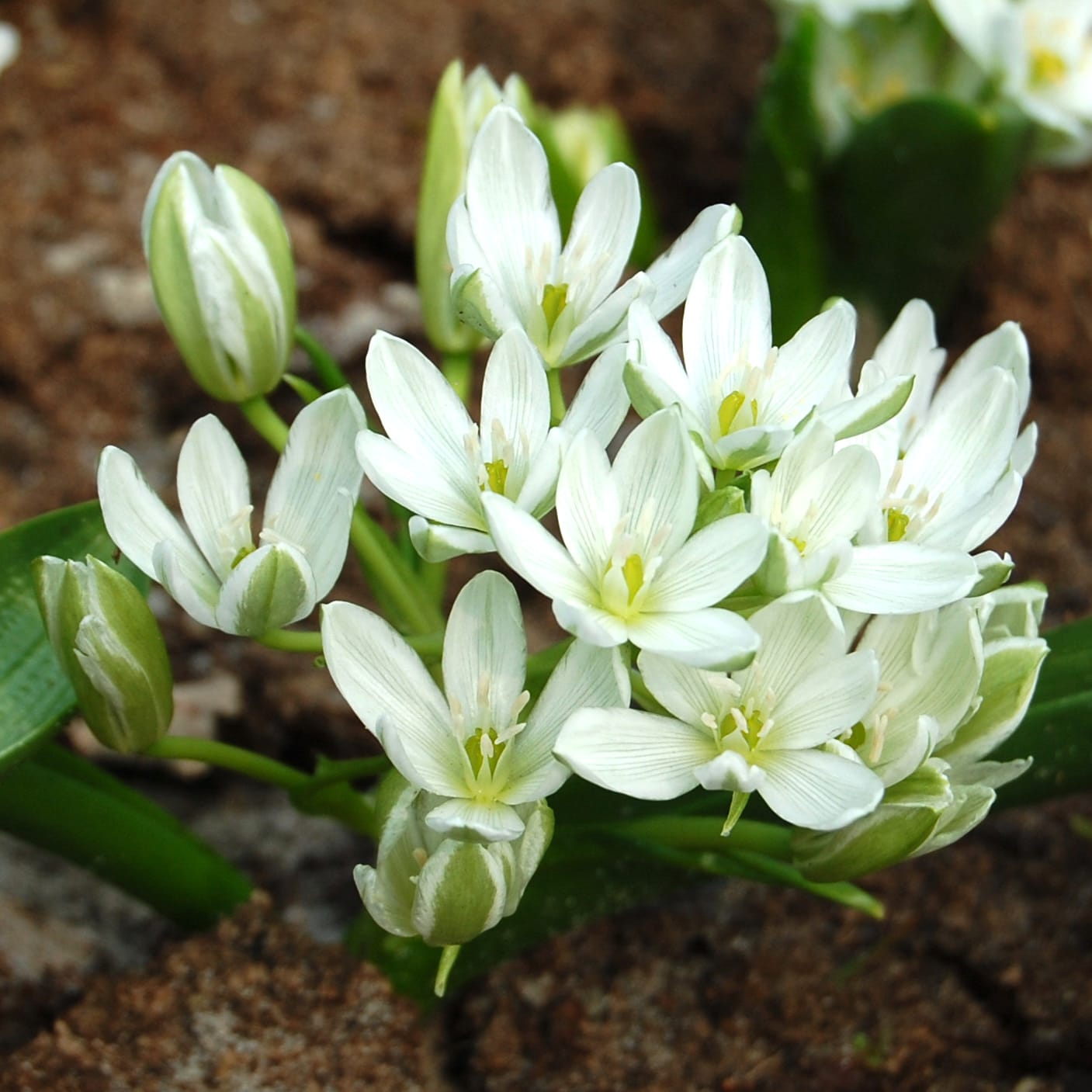 Ornithogalum Balansae - Steaua din Betheleem, Balusca – Secret Garden ...