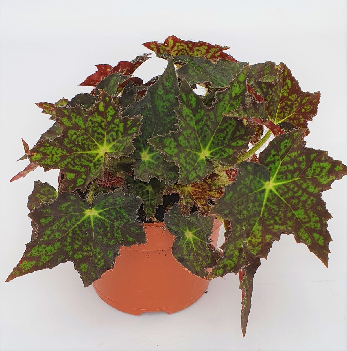 Begonia rex – Secret Garden Plant Shop