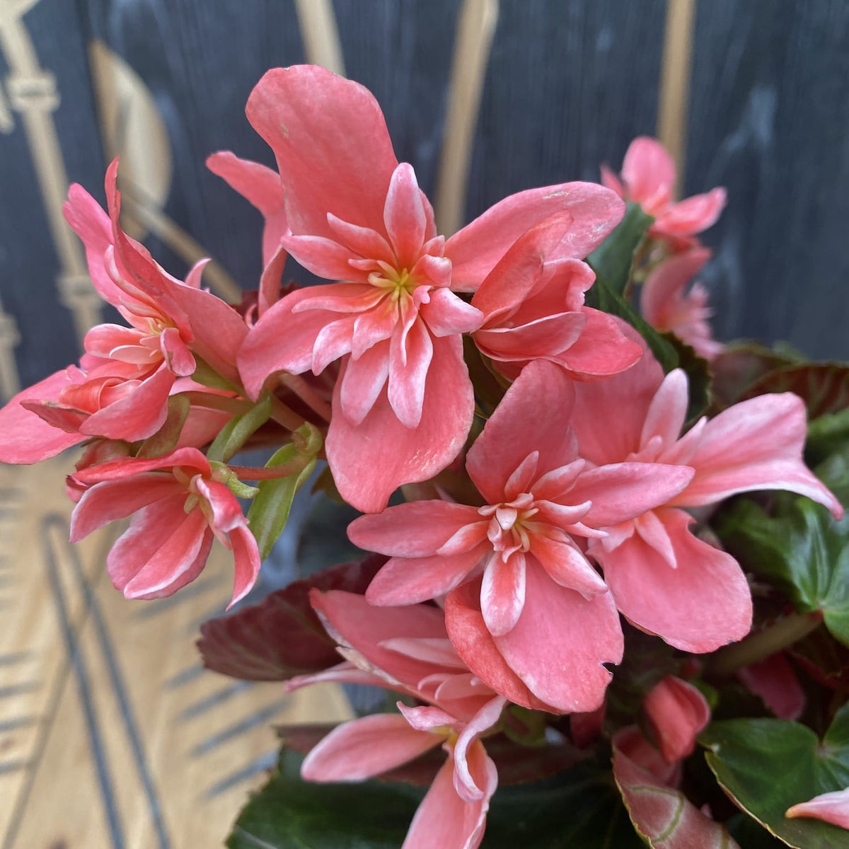 Begonia Ceveca - dubbele bloemen – Secret Garden Plant Shop