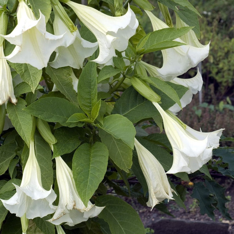 Angel's trumpet white - Brugmansia arborea * fragrant flowers ...