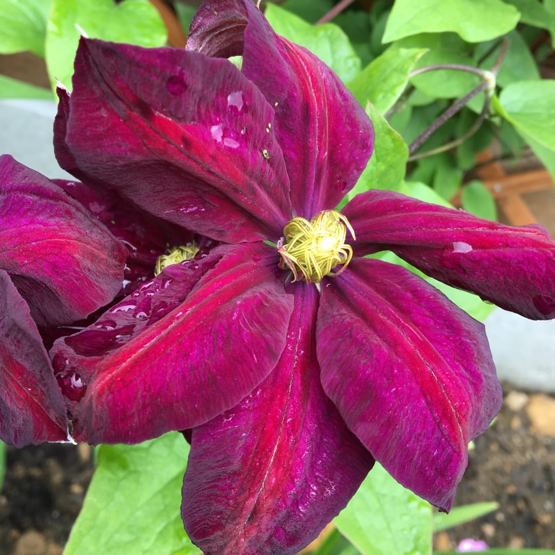 Clematis 'Voluceau' - Clematita cu flori mari – Secret Garden Plant Shop