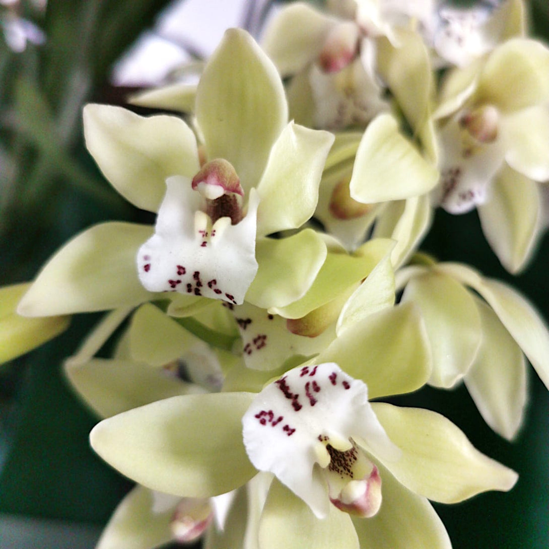 Cymbidium Usko (curgator) – Floraria Secret Garden (SG)