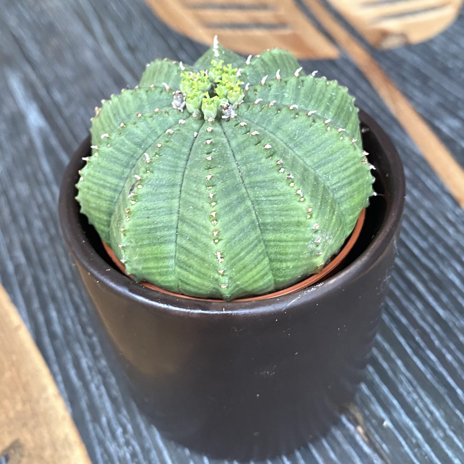 Euphorbia obesa – Floraria Secret Garden (SG)