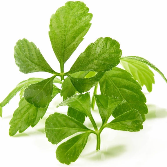 Gynostemma pentaphyllum (jiaogulan, planta nemuririi) - cultura biolog