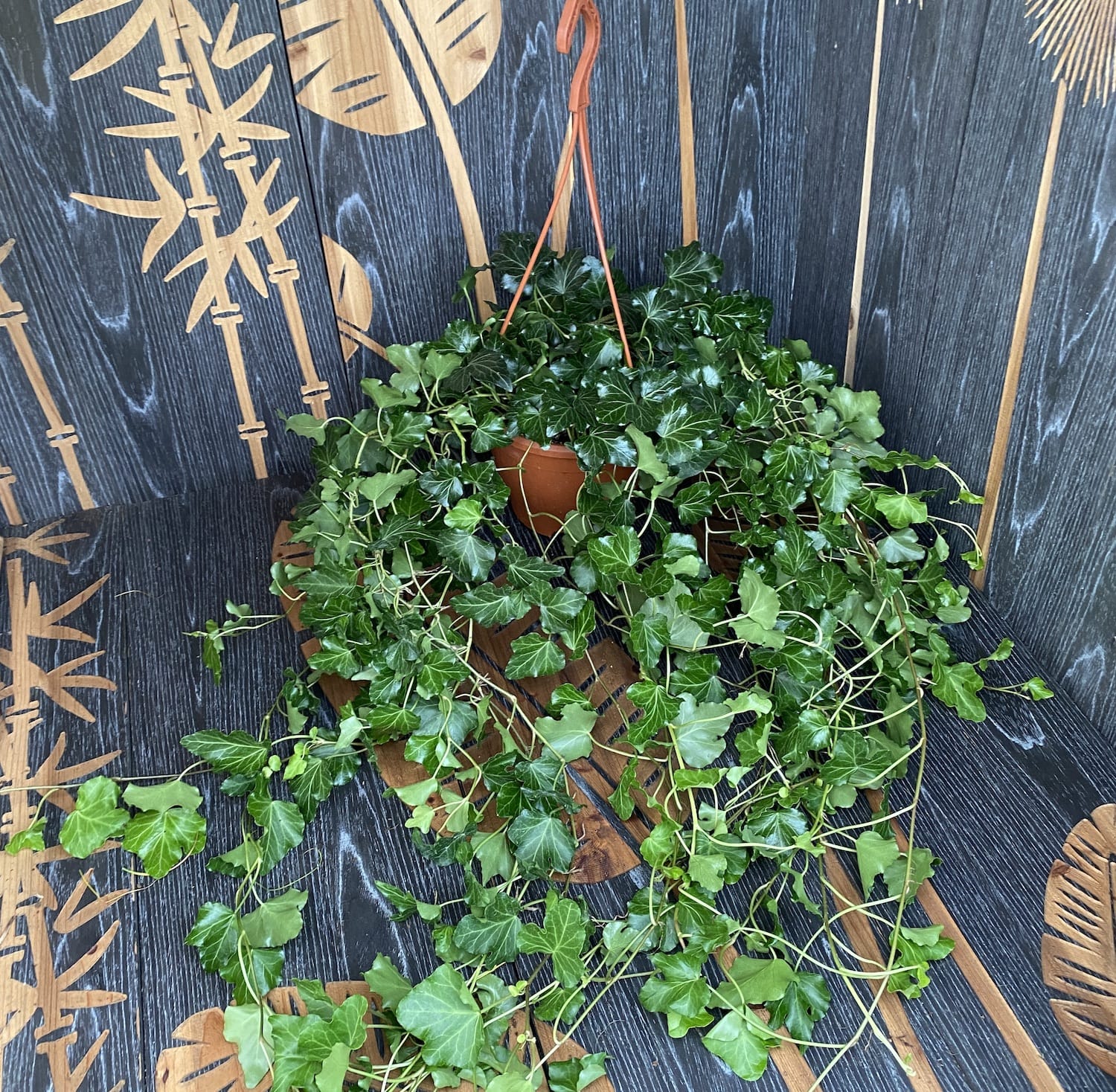 Iedera - Hedera helix 'Wonder'exemplare XXL – Floraria Secret Garden (SG)