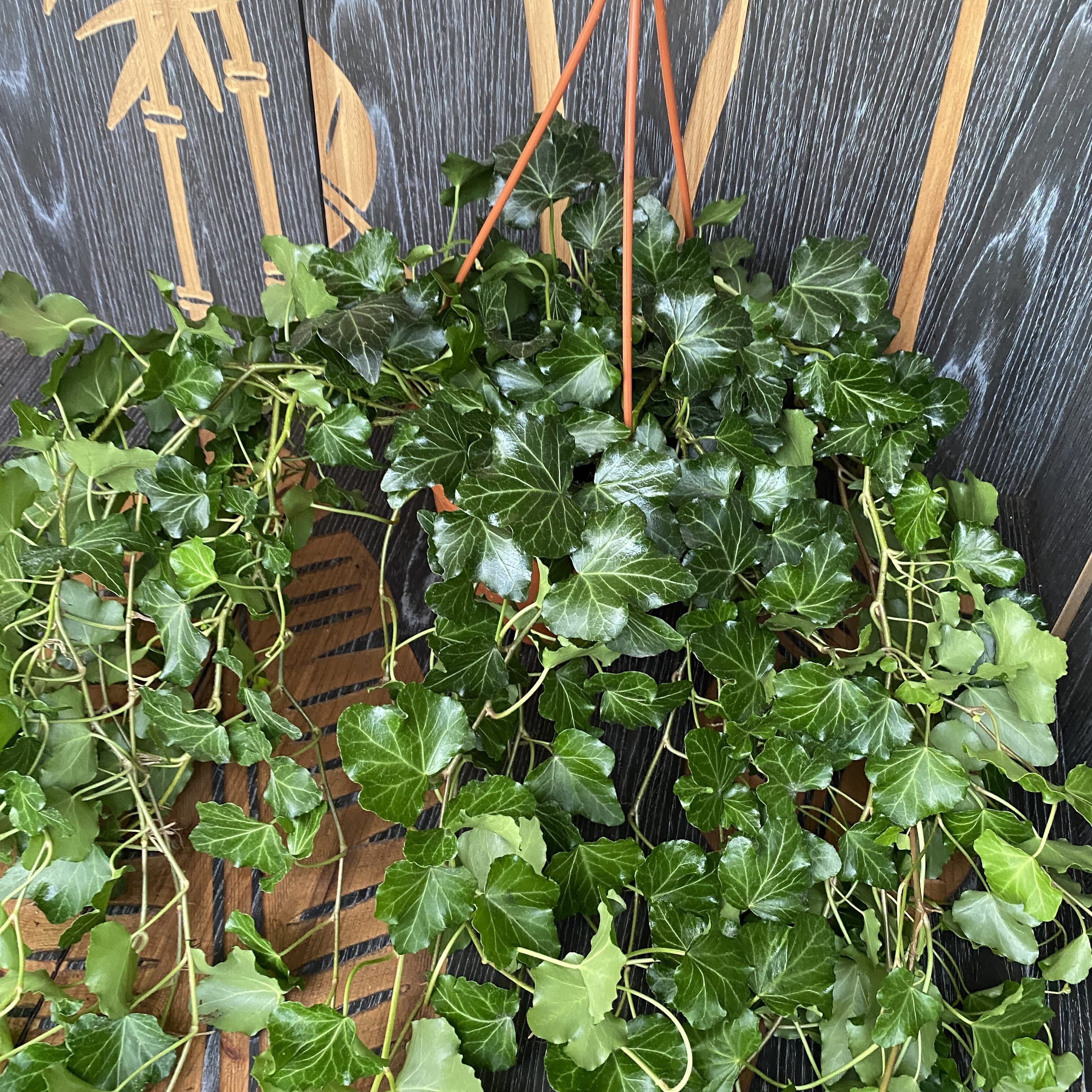 Wonder flowing ivy - Hedera helix
