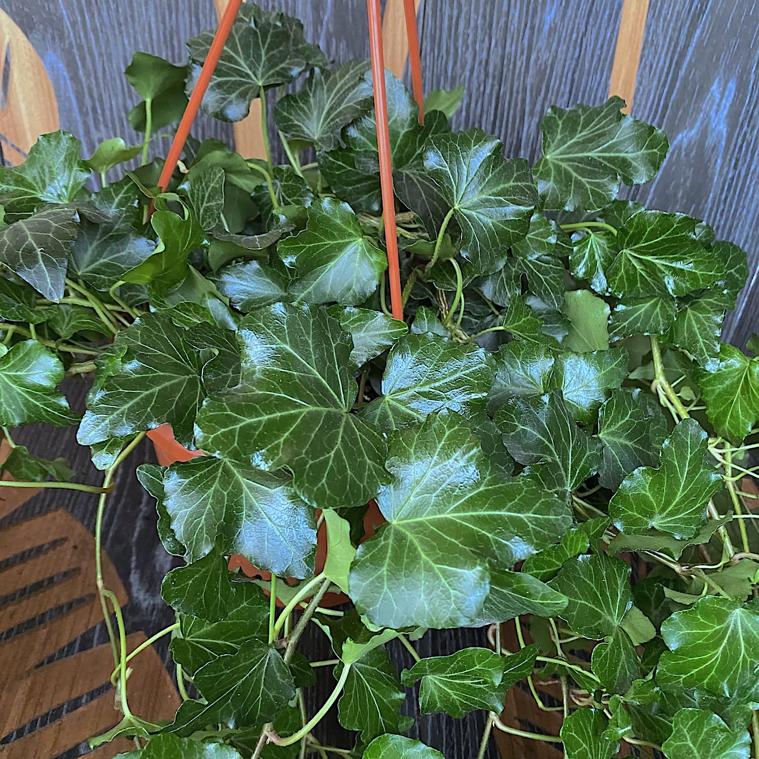 Wonder flowing ivy - Hedera helix