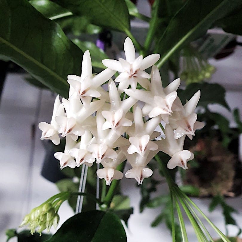 Hoya lockii – Floraria Secret Garden (SG)
