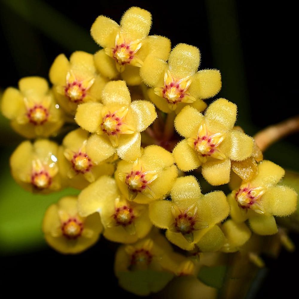 Hoya puber (ex. Hoya picta) - exemplare XL – Secret Garden Plant Shop