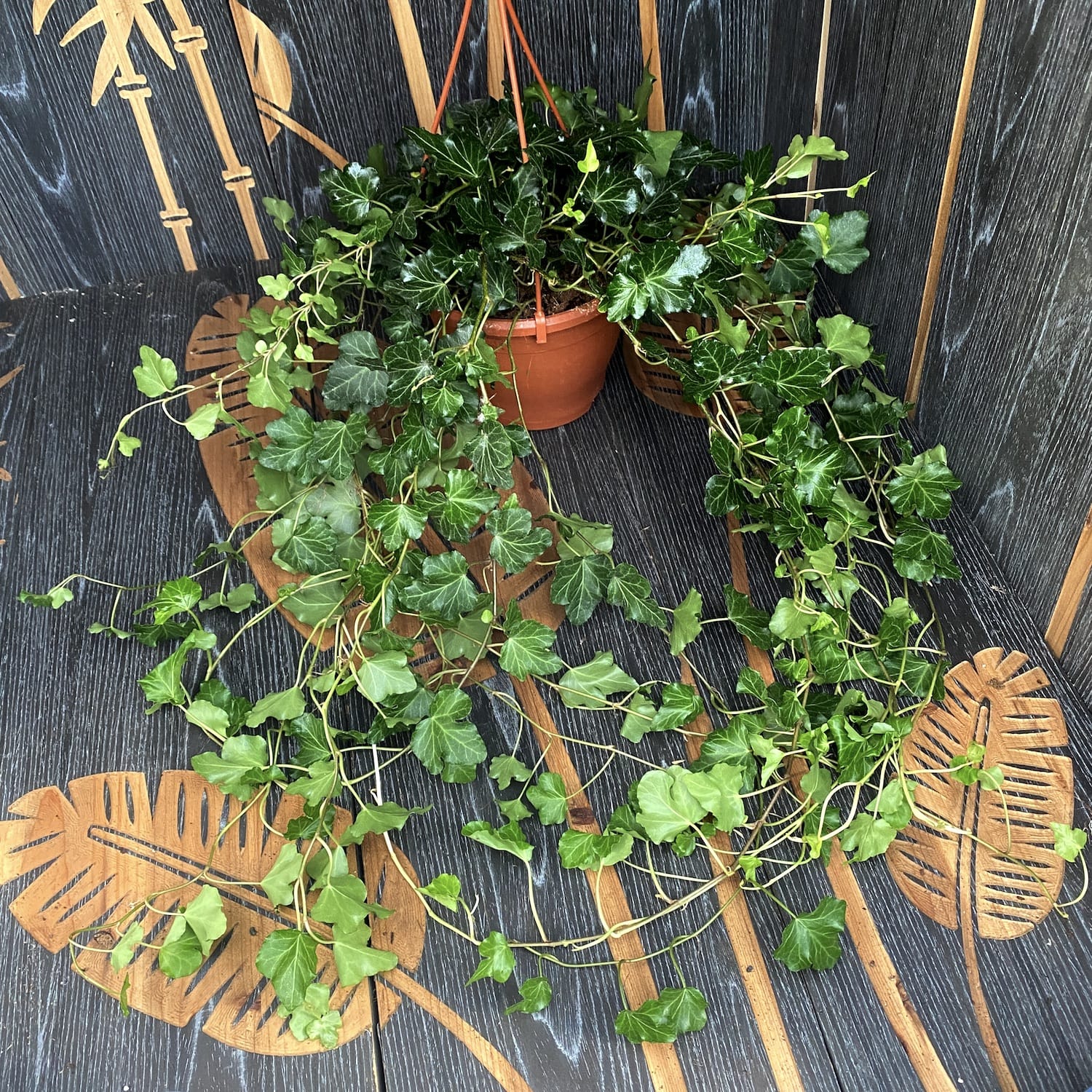 Iedera curgatoare in bol XL - Hedera Helix (frunza simpla) – Secret ...