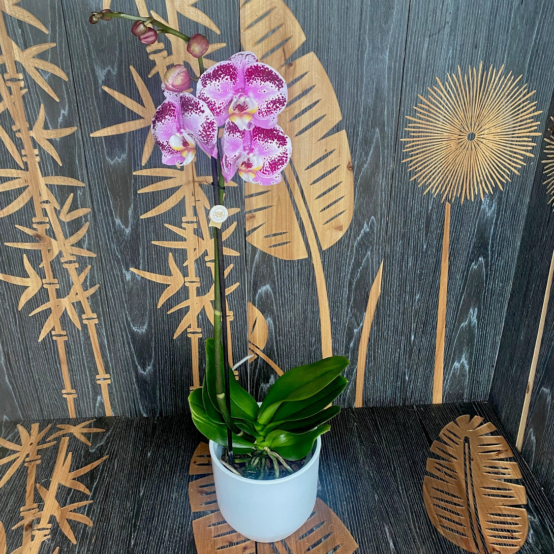 Phalaenopsis Miki Magician (Florious) - XXL flower – Floraria Secret ...