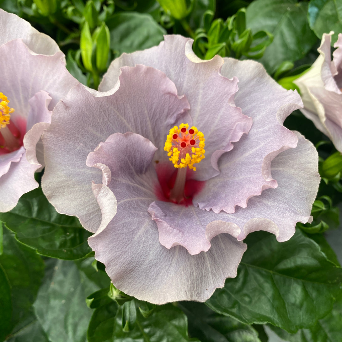 Hibiscus 'Long Life' Cato Purple - trandafir japonez cu floarea mov ...