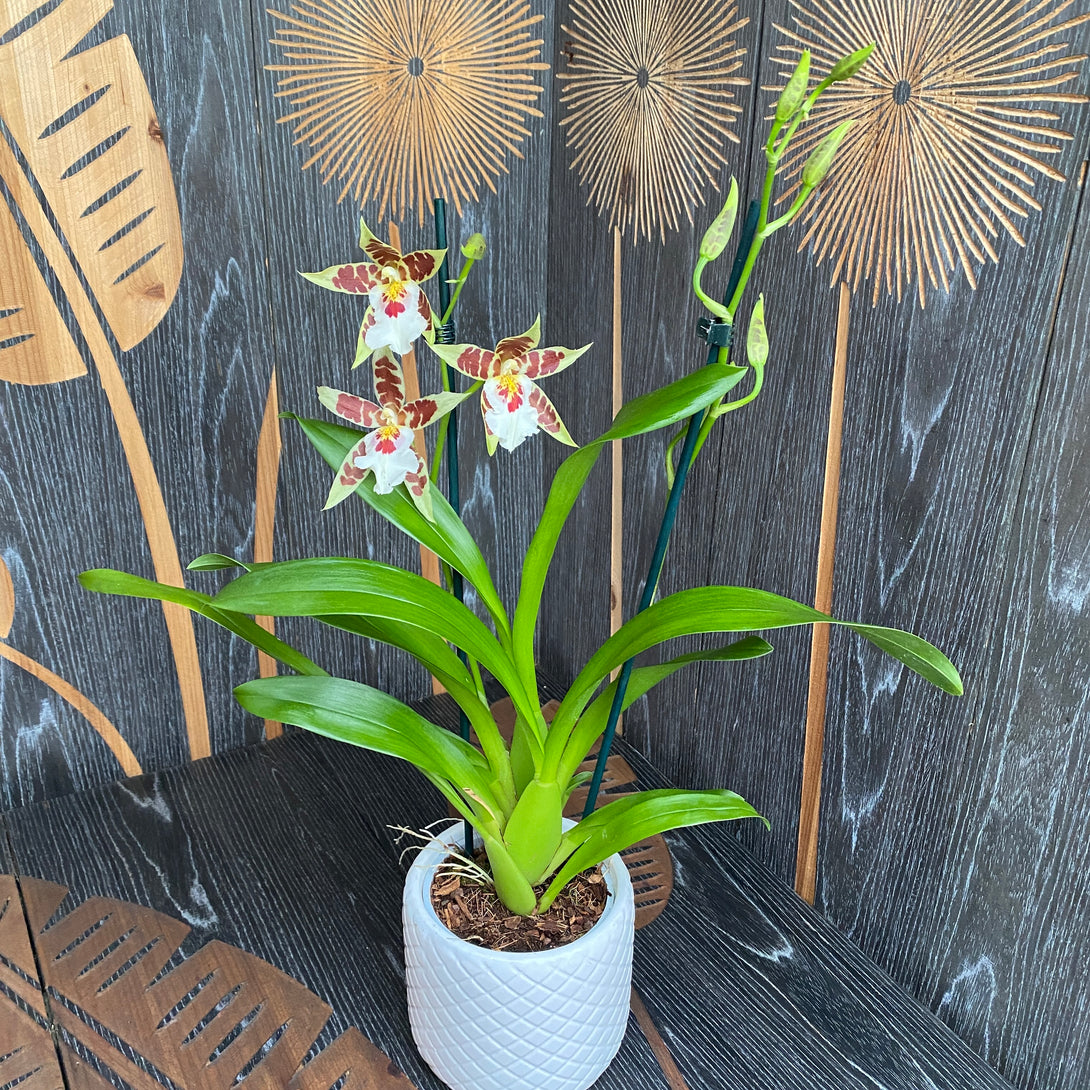 Aliceara Renaissance 'White' parfumata – Floraria Secret Garden (SG)