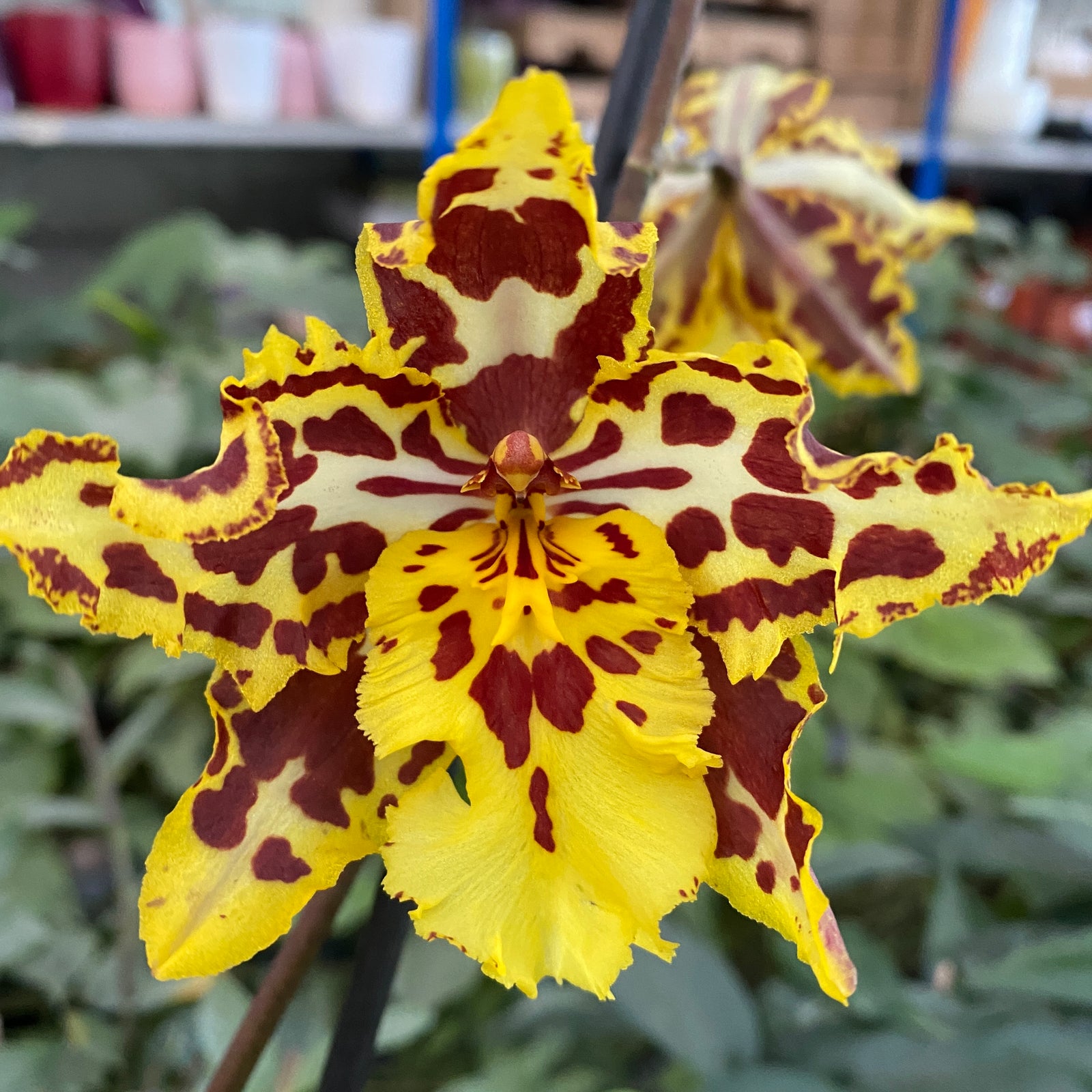 Cambria Maxima – Secret Garden Plant Shop