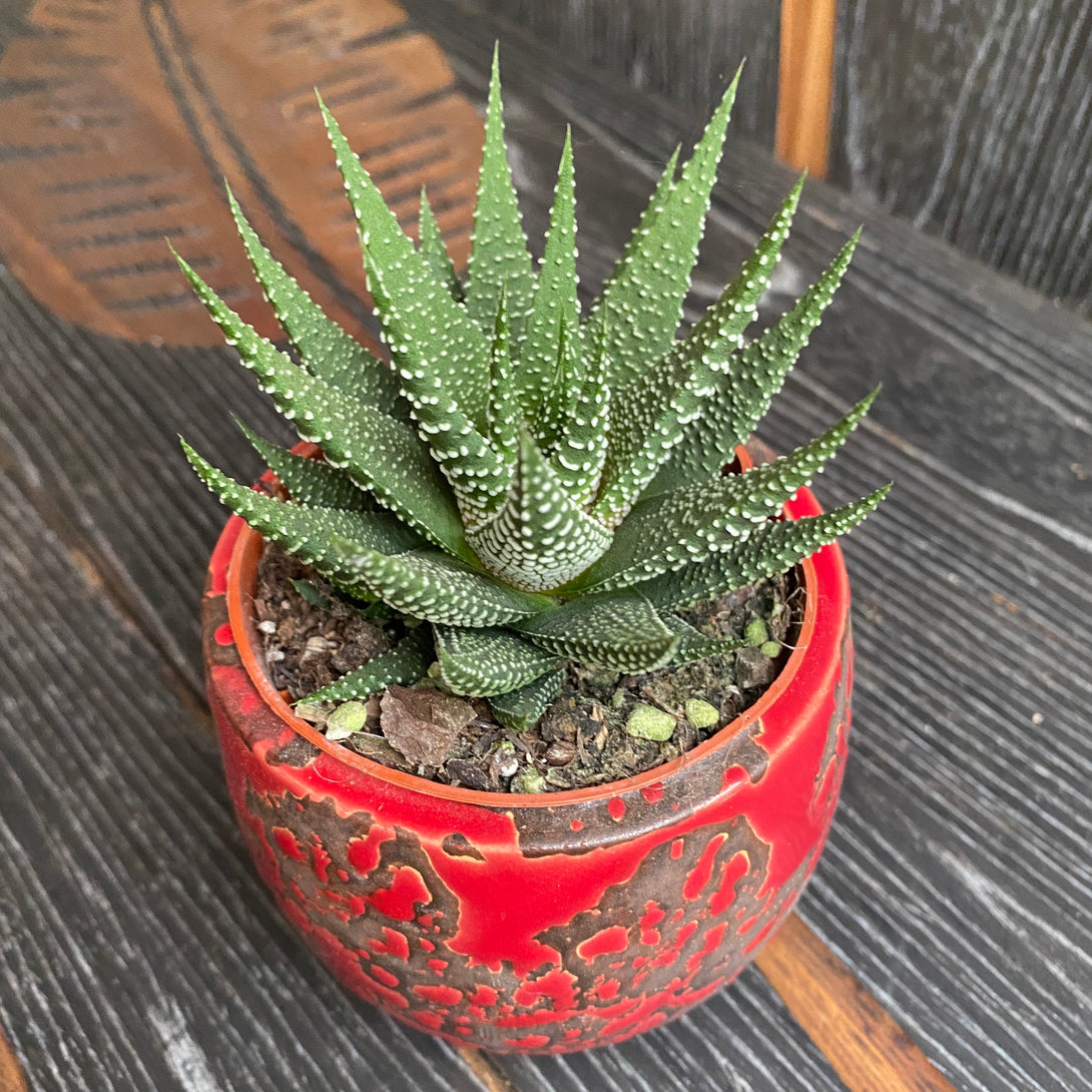Haworthia Universe – Floraria Secret Garden (SG)