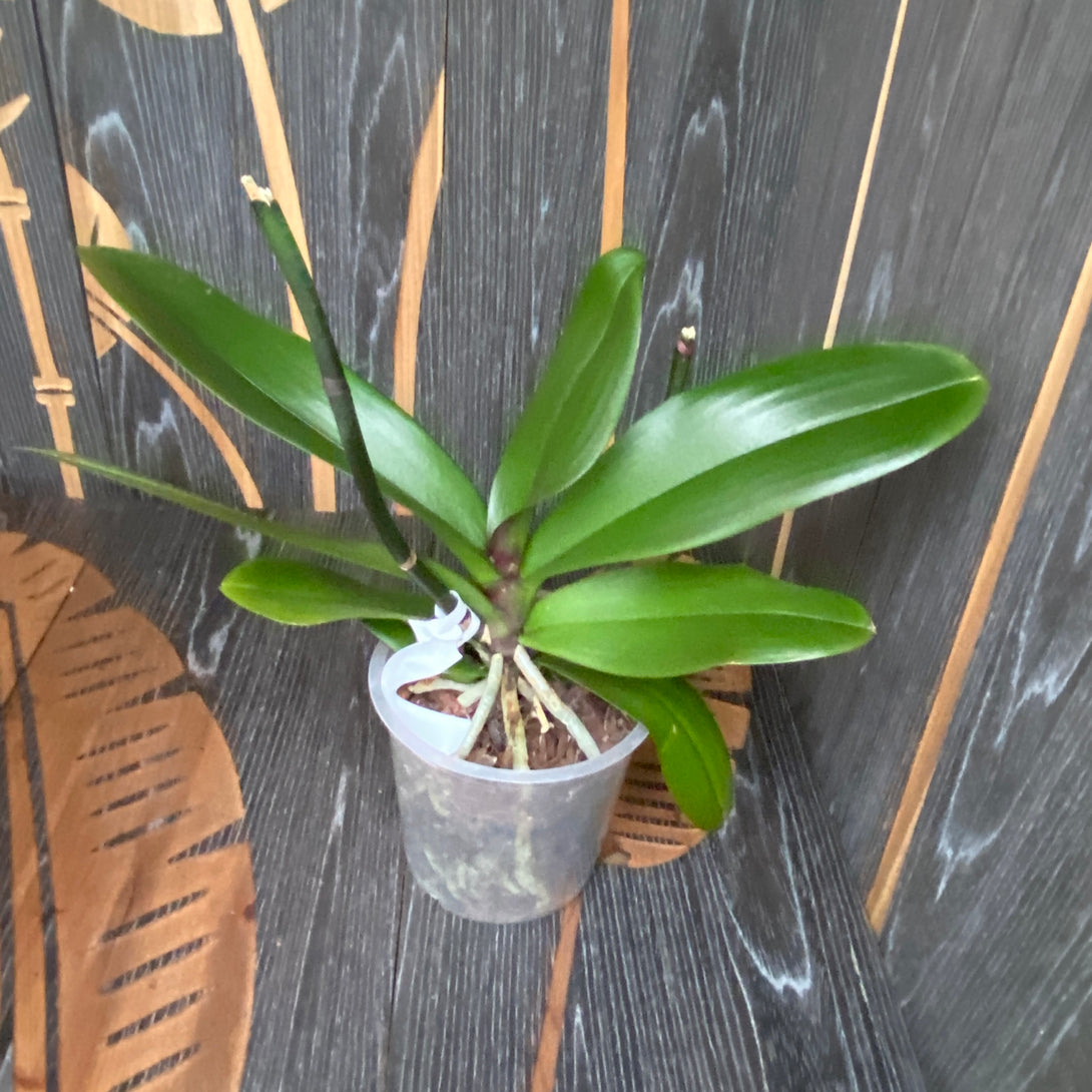Phalaenopsis Miki Imperial Seal 'MI01' (Florious Purple) - floarea XXL ...
