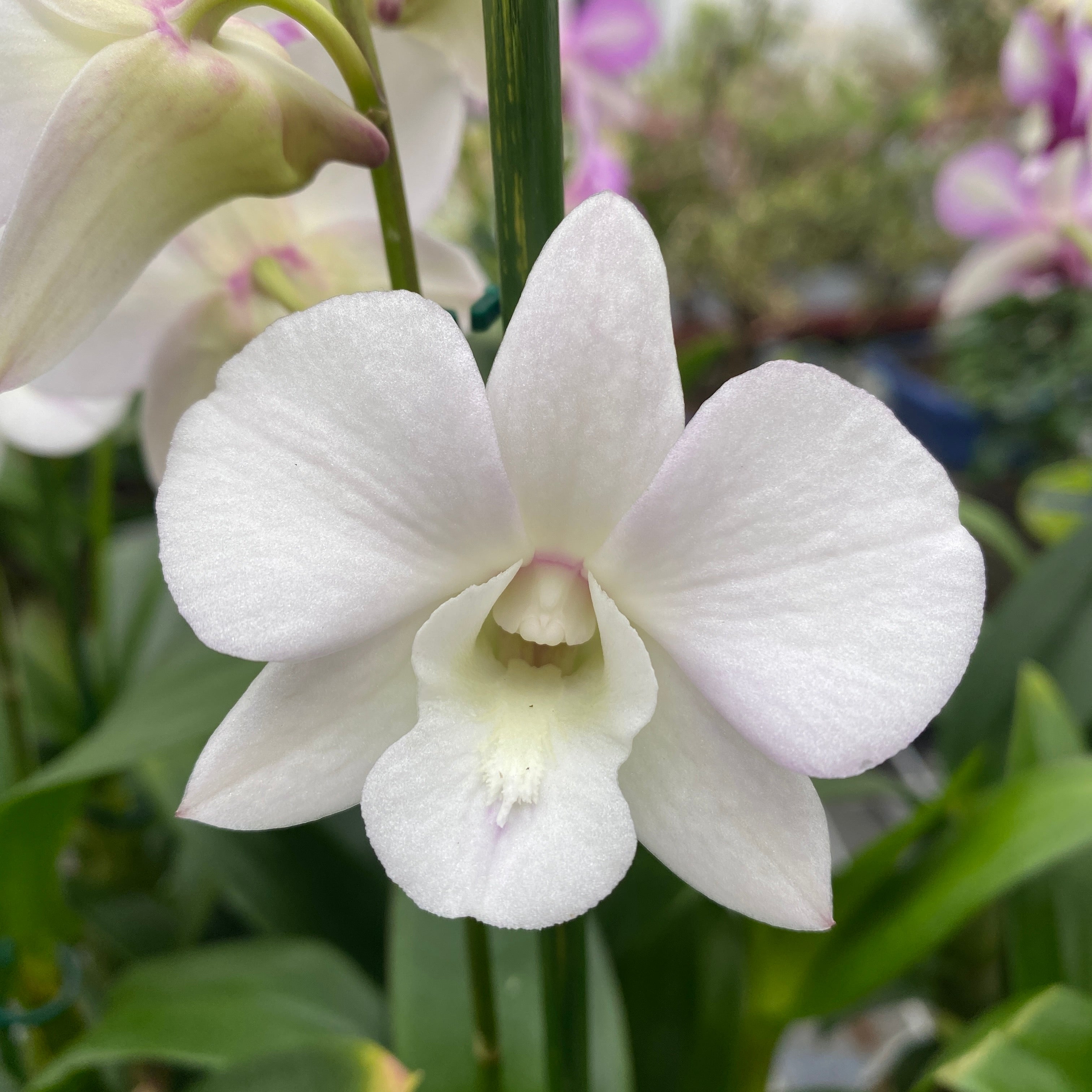 Dendrobium Phalaenopsis Coconut Dream – Secret Garden Plant Shop