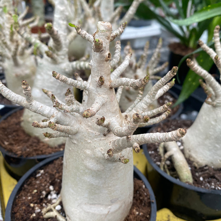 Adenium arabicum 'Baobab' D12 – Floraria Secret Garden (SG)