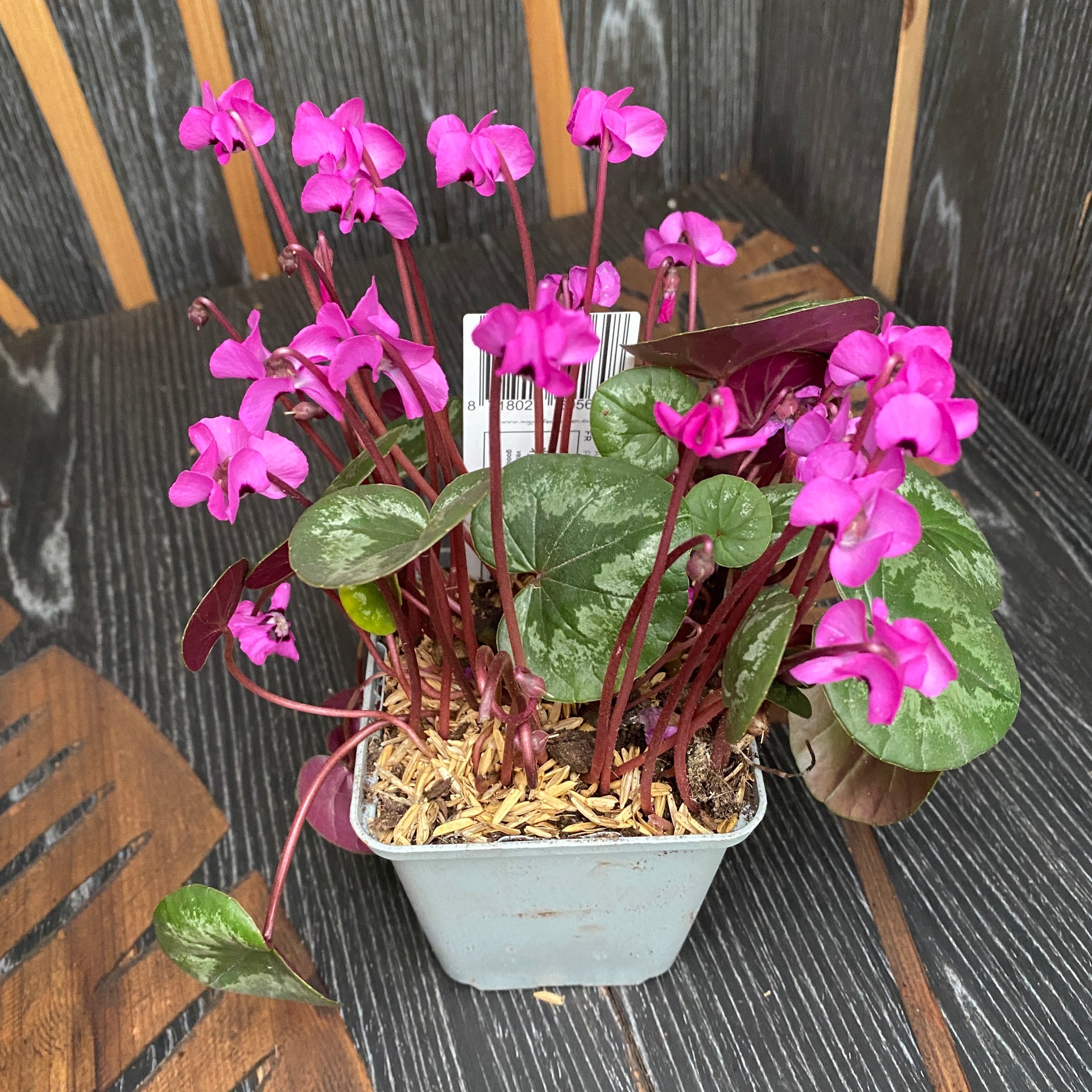 Cyclamen coum mix - de gradina – Secret Garden Plant Shop